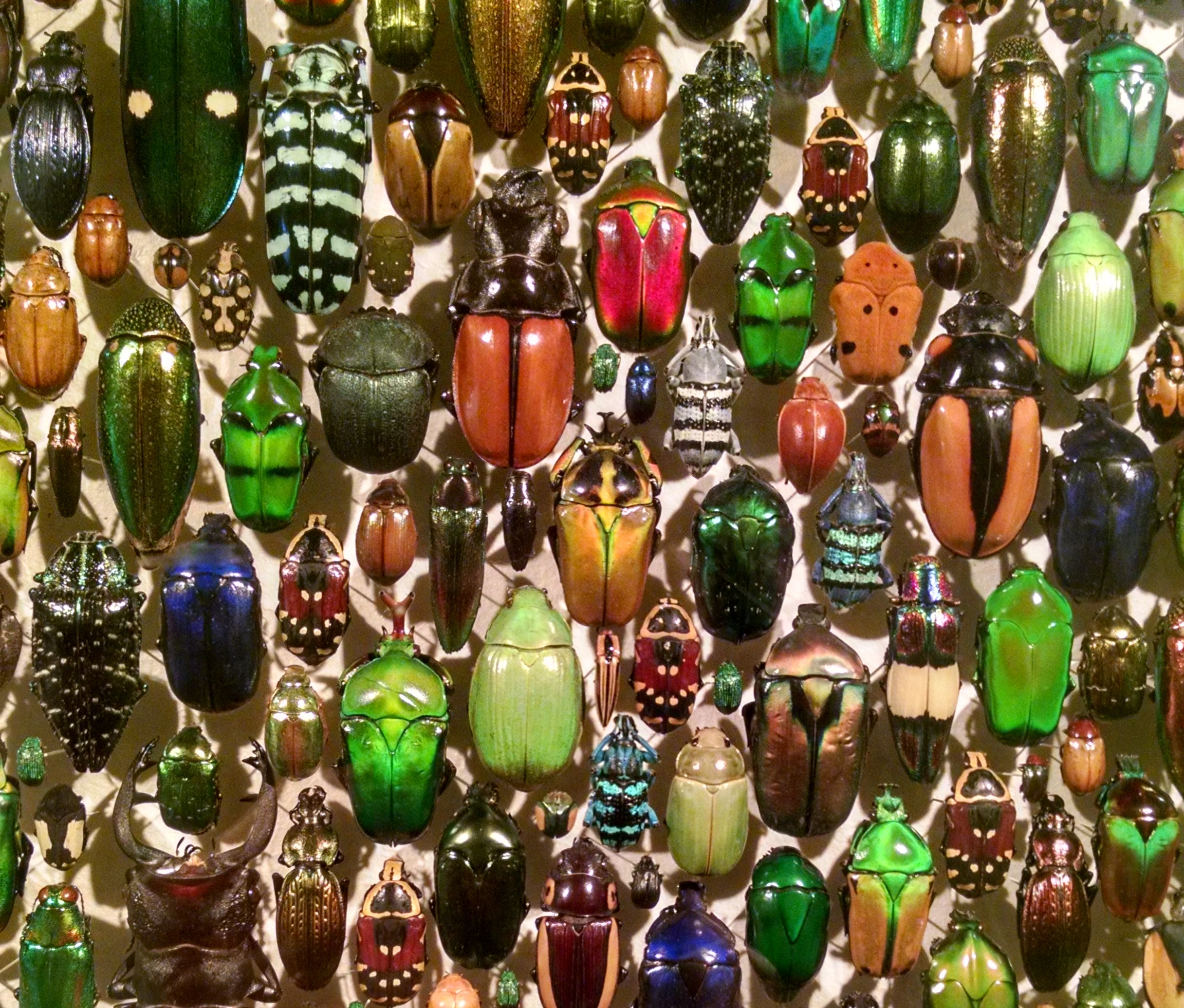 What Are the Abdominal Divisions of Beetles For? - SciGlam